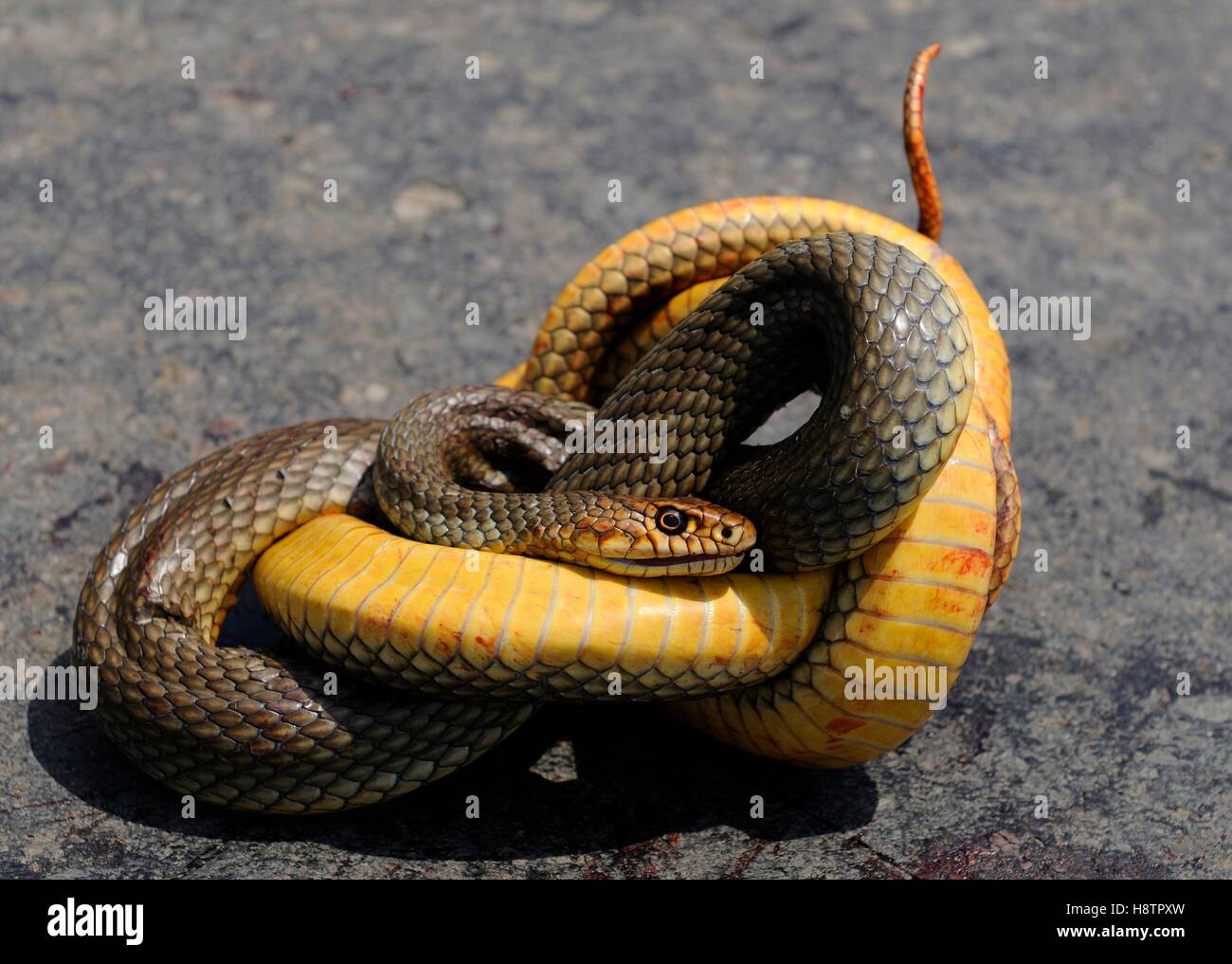 Aesculapian snake (Elaphe longissima) crushed by a car, Danube Delta ...