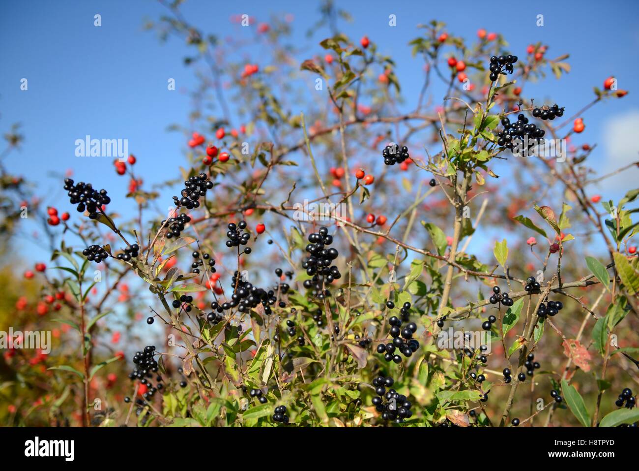 Privet (Ligustrum vulgare) and Dog Rose (Rosa canina) fruits, Northern ...