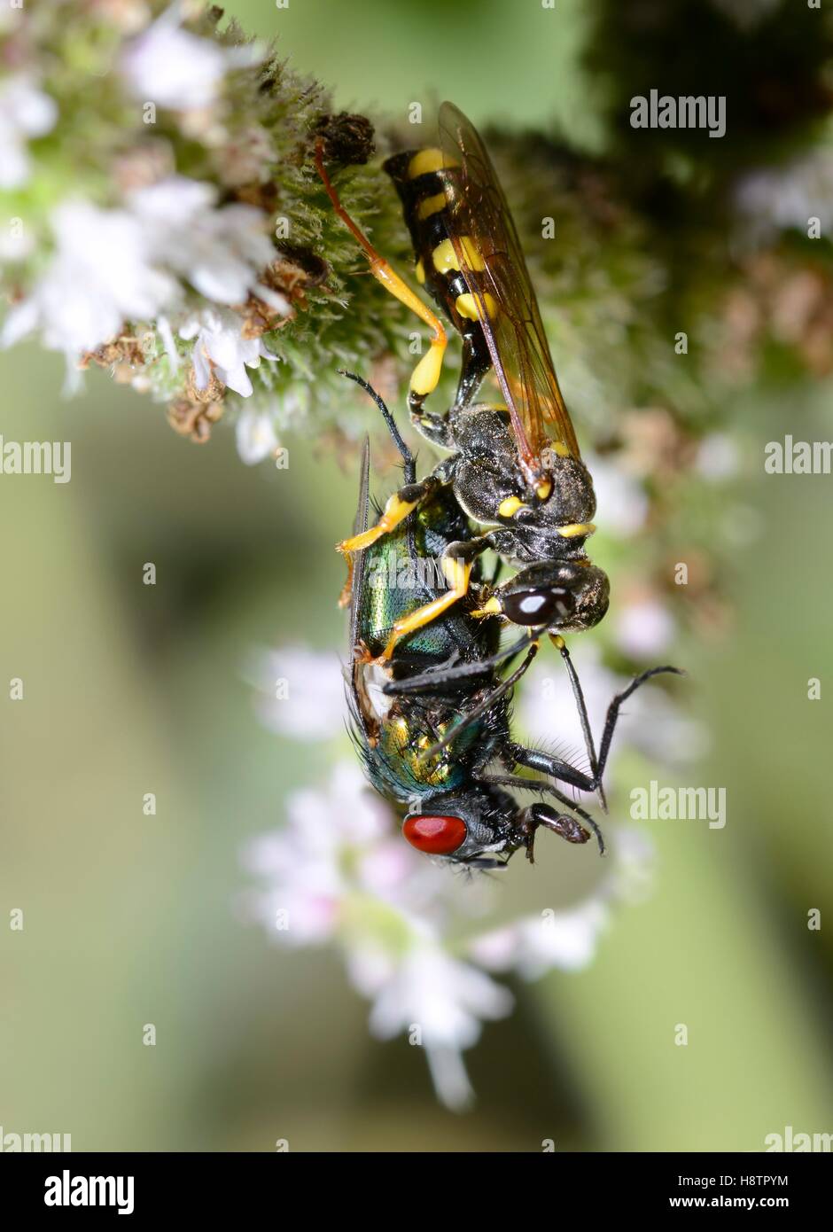 Field digger wasp (Mellinus arvensis) capturing a Greenbottle Firefly ...