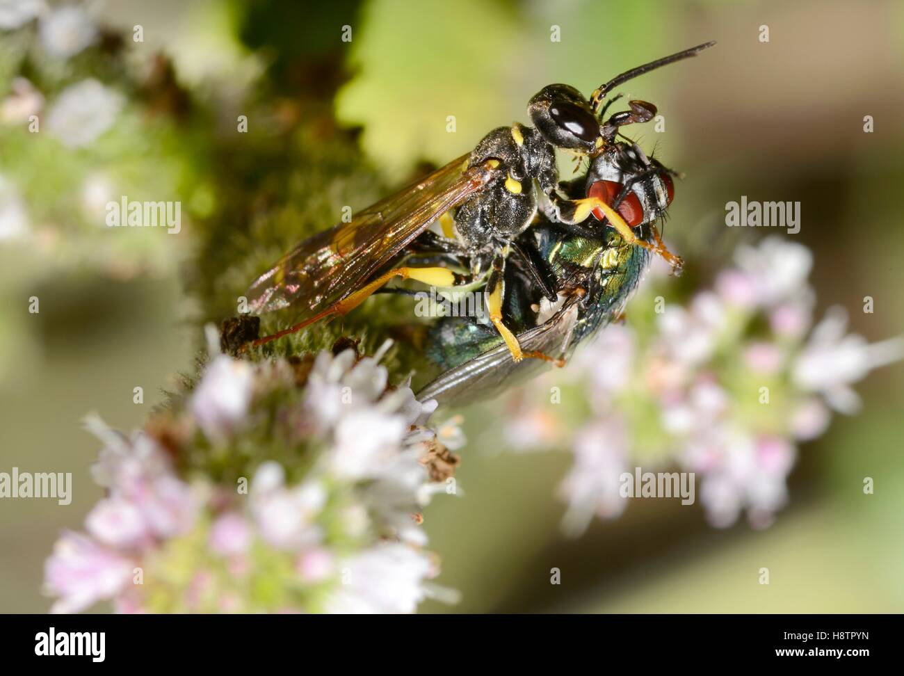 Field digger wasp (Mellinus arvensis) capturing a Greenbottle Firefly ...