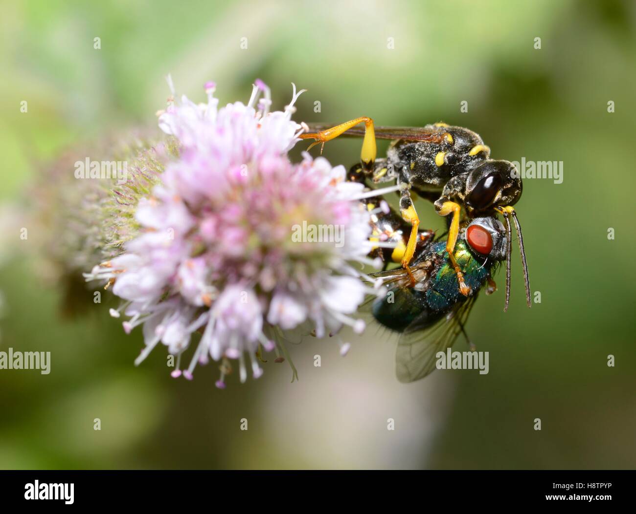 Field digger wasp (Mellinus arvensis) capturing a Greenbottle Firefly ...