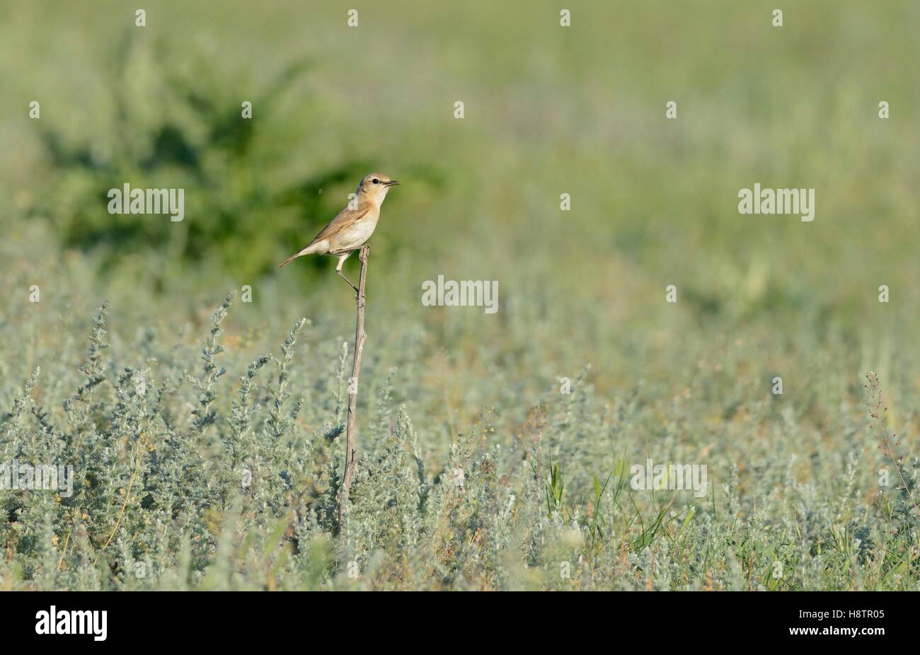 Isabelline Wheatear (Oenanthe isabellina), Danube Delta, Romania Stock ...
