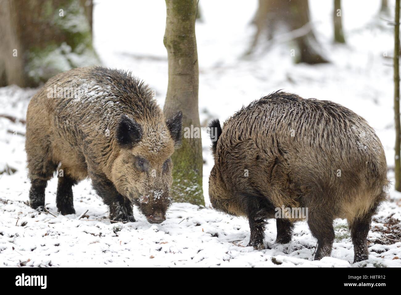 Eurasian wild boar (Sus scrofa) male facing, Bayerischer Wald, Germany ...