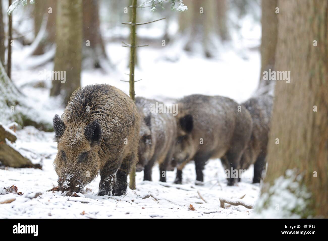 Boar sus scrofa burrow hi-res stock photography and images - Alamy