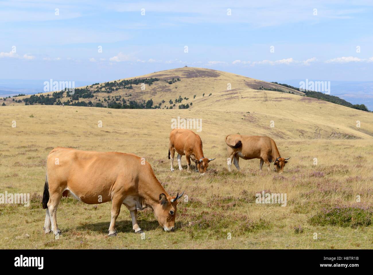 The aubrac park hi-res stock photography and images - Alamy
