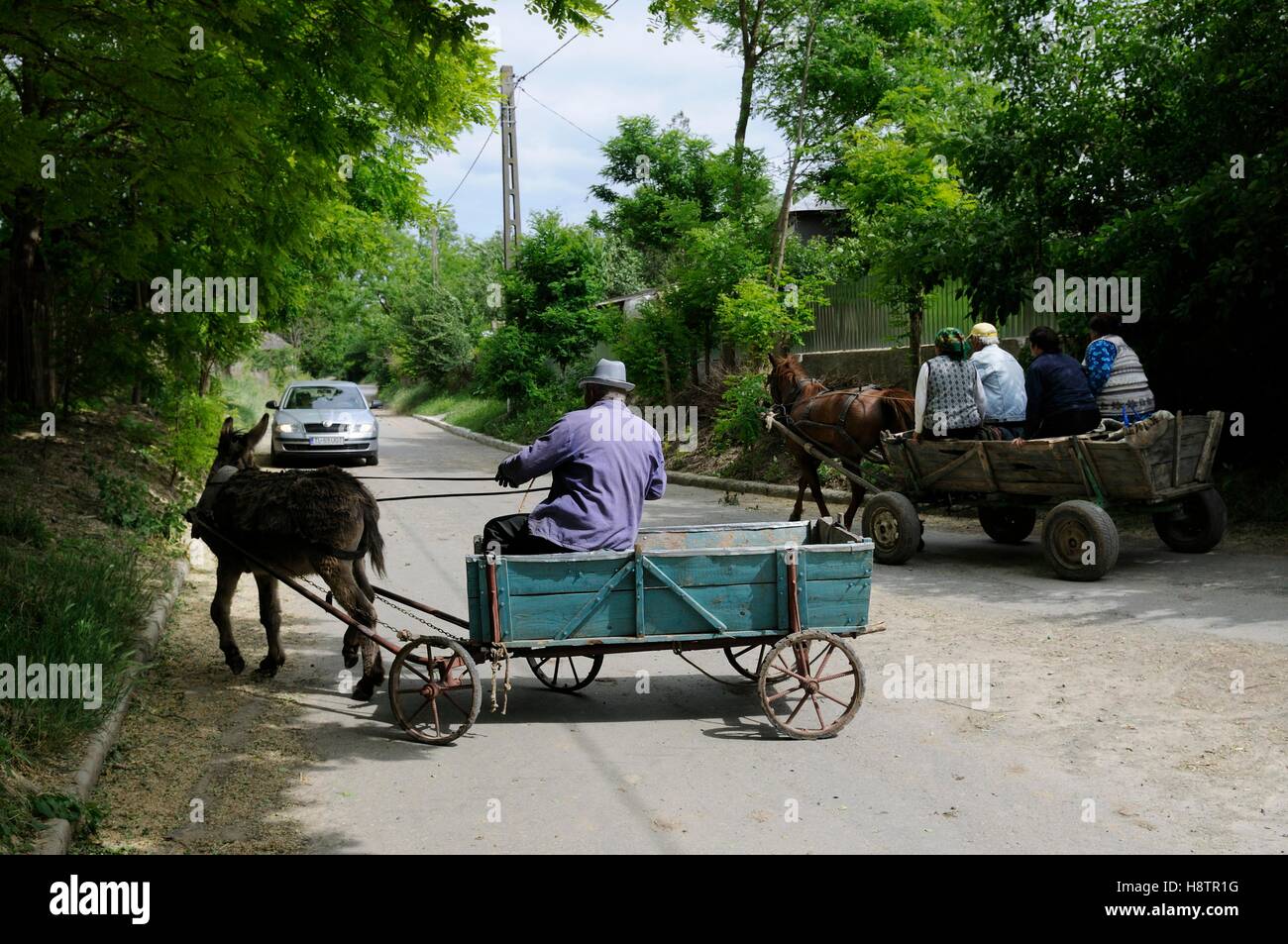 Harness with Donkey and horse Somova, Danube Delta, Romania Stock Photo ...