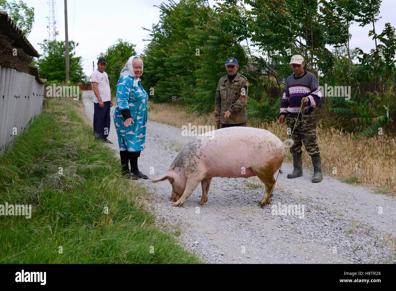 Out with the pig, Dunavatu Jos, Danube Delta, Romania Stock Photo - Alamy