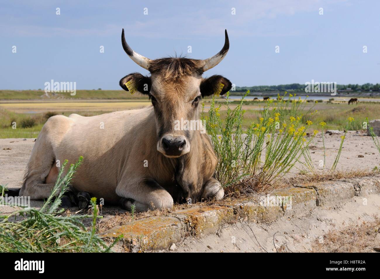 Swamp Cow lying, Caraorman, Danube Delta, Romania Stock Photo - Alamy