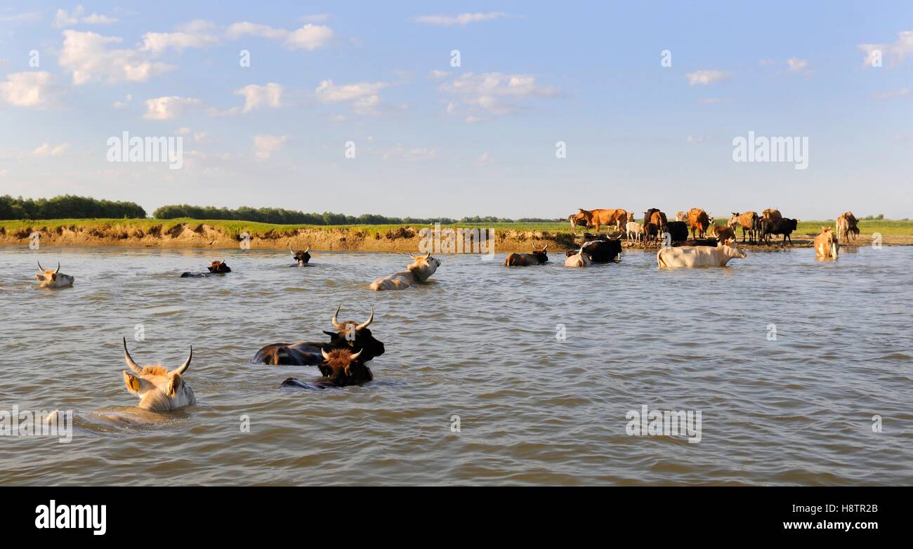 Swamp Cows crossing the river, Danube Delta, Romania Stock Photo - Alamy