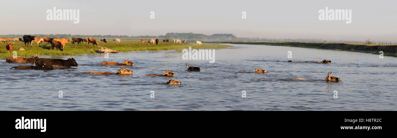 Swamp Cows crossing the river, Danube Delta, Romania Stock Photo - Alamy