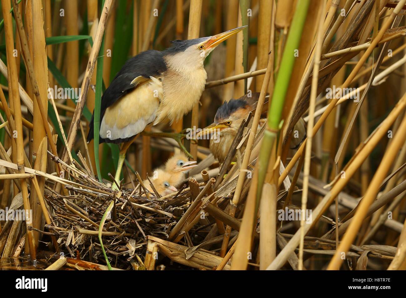 Little Bittern (Ixobrychus minutus) male, female and young in the nest ...