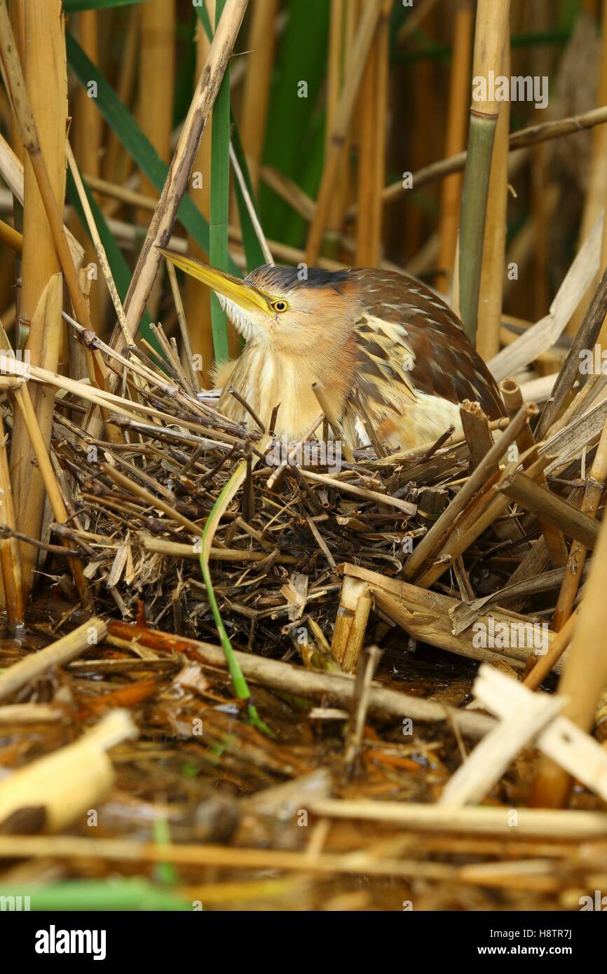 Bittern at the nest hi-res stock photography and images - Alamy