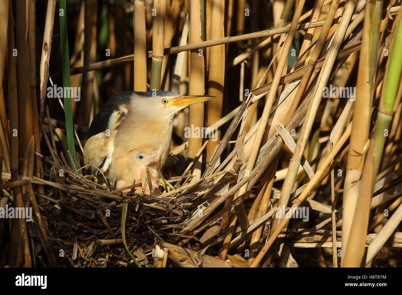 Little Bittern (Ixobrychus minutus) male protecting its young in the ...