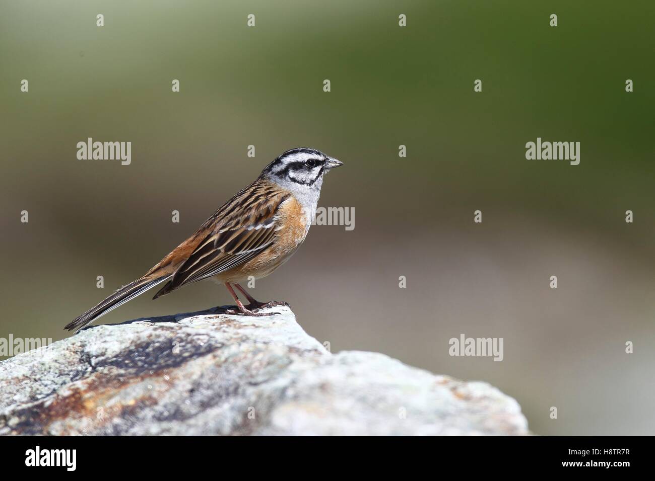 Rock Bunting (Emberiza cia) on rock Stock Photo - Alamy