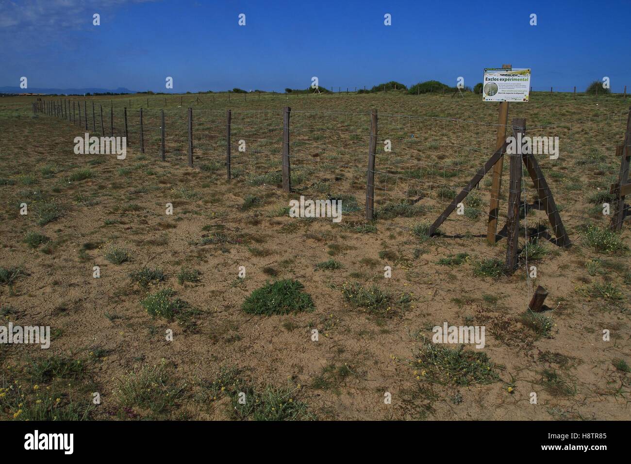 Dynamic study of the dune environment Stock Photo - Alamy