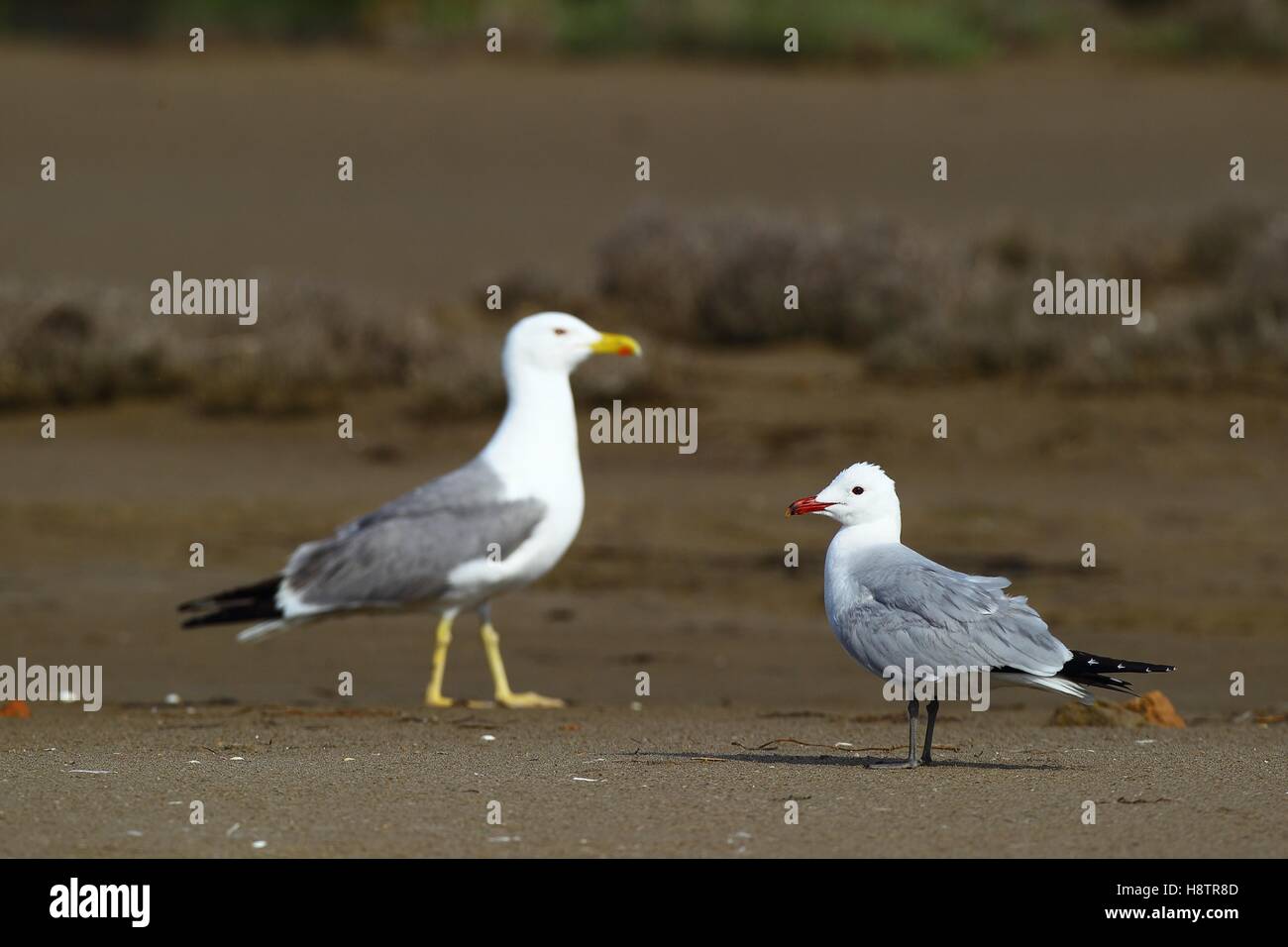 Size comparison between a Yellow-legged Gull (Larus michahellis ) and ...