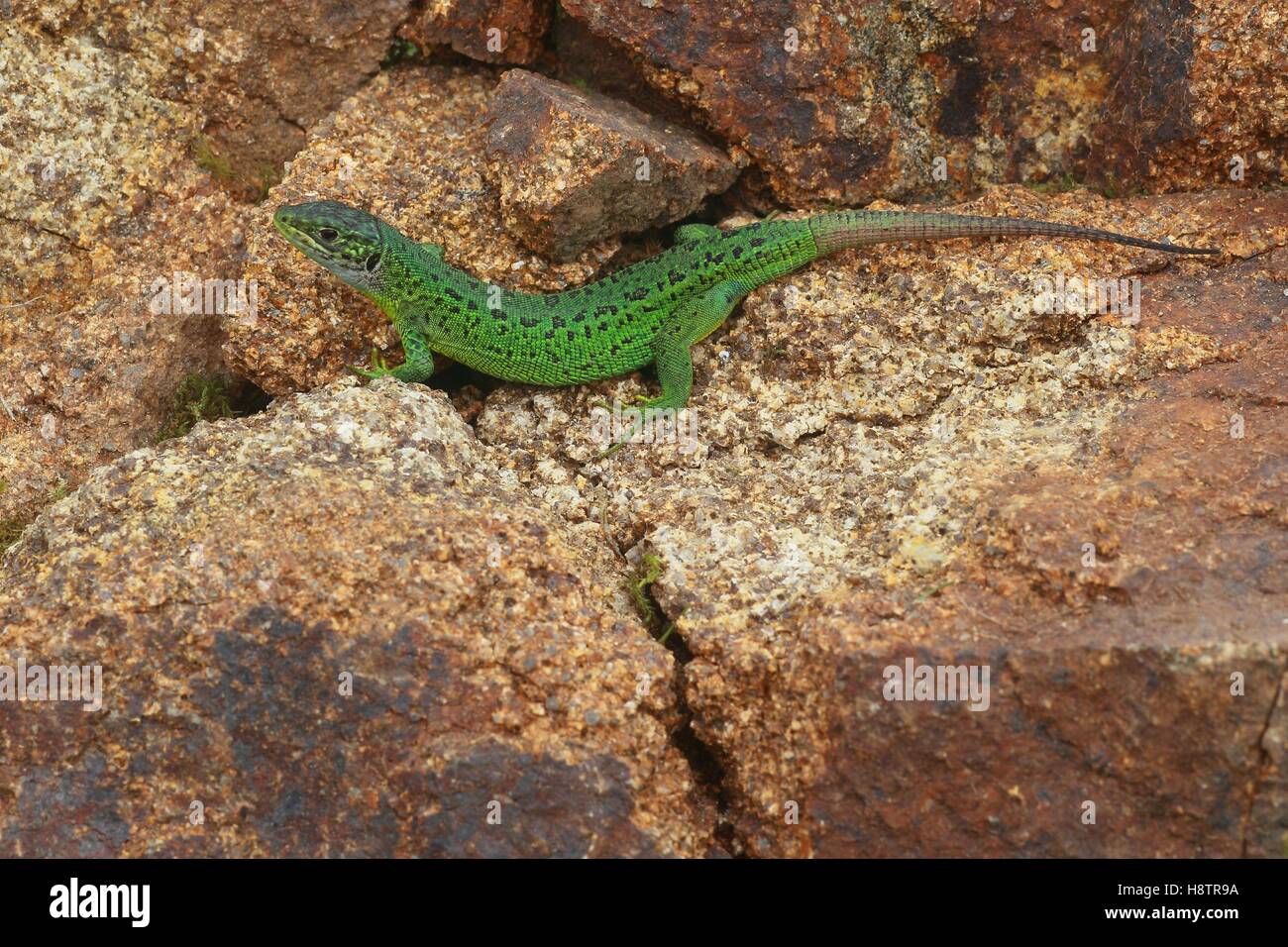 Western Green Lizard (Lacerta viridis bilineata) on rock Stock Photo ...