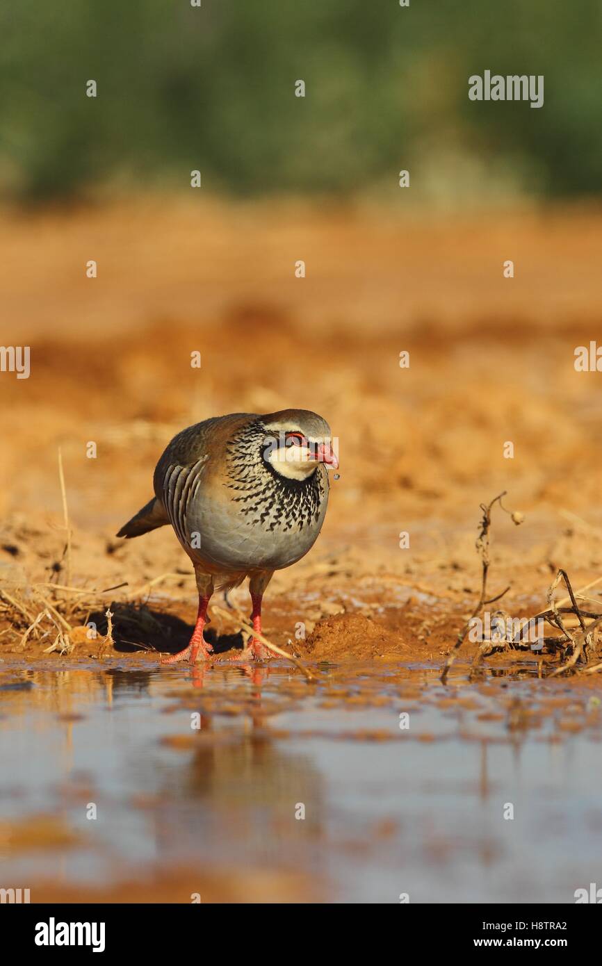 Red-legged Partridge (Alectoris rufa) at water hole Stock Photo - Alamy