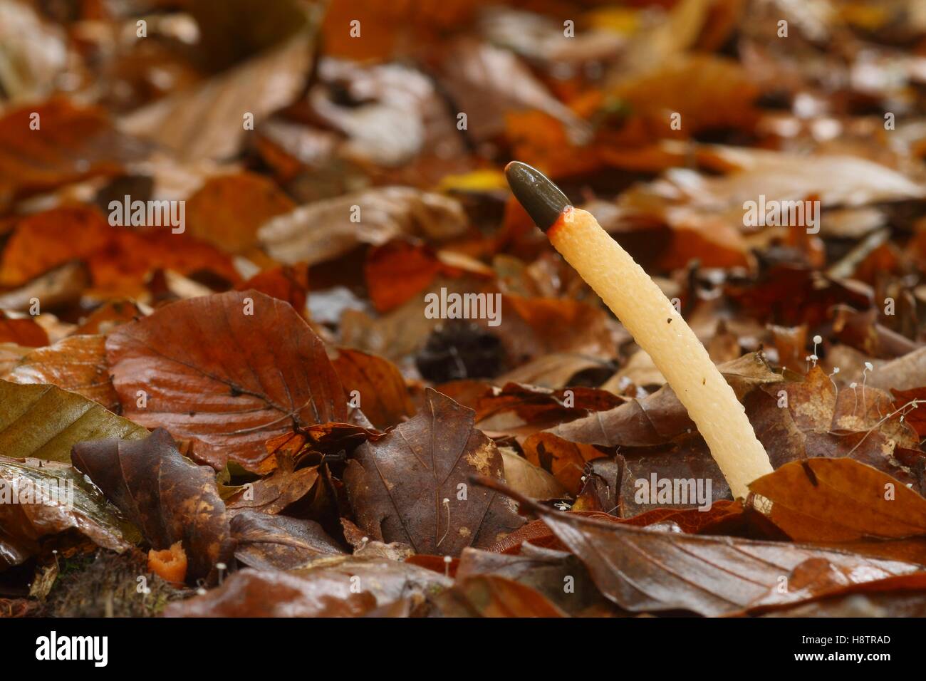 Dog Stinkhorn (Mutinus caninus) in dead leaves Stock Photo - Alamy