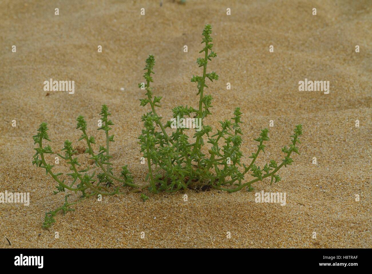 Saltwort Gobi Desert