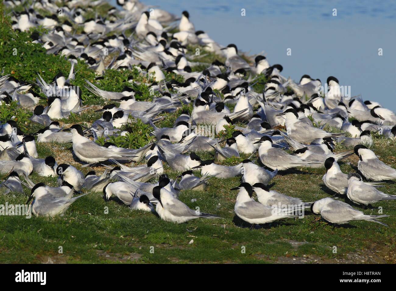 Sandwich tern (Sterna sandvicensis) colony Stock Photo - Alamy