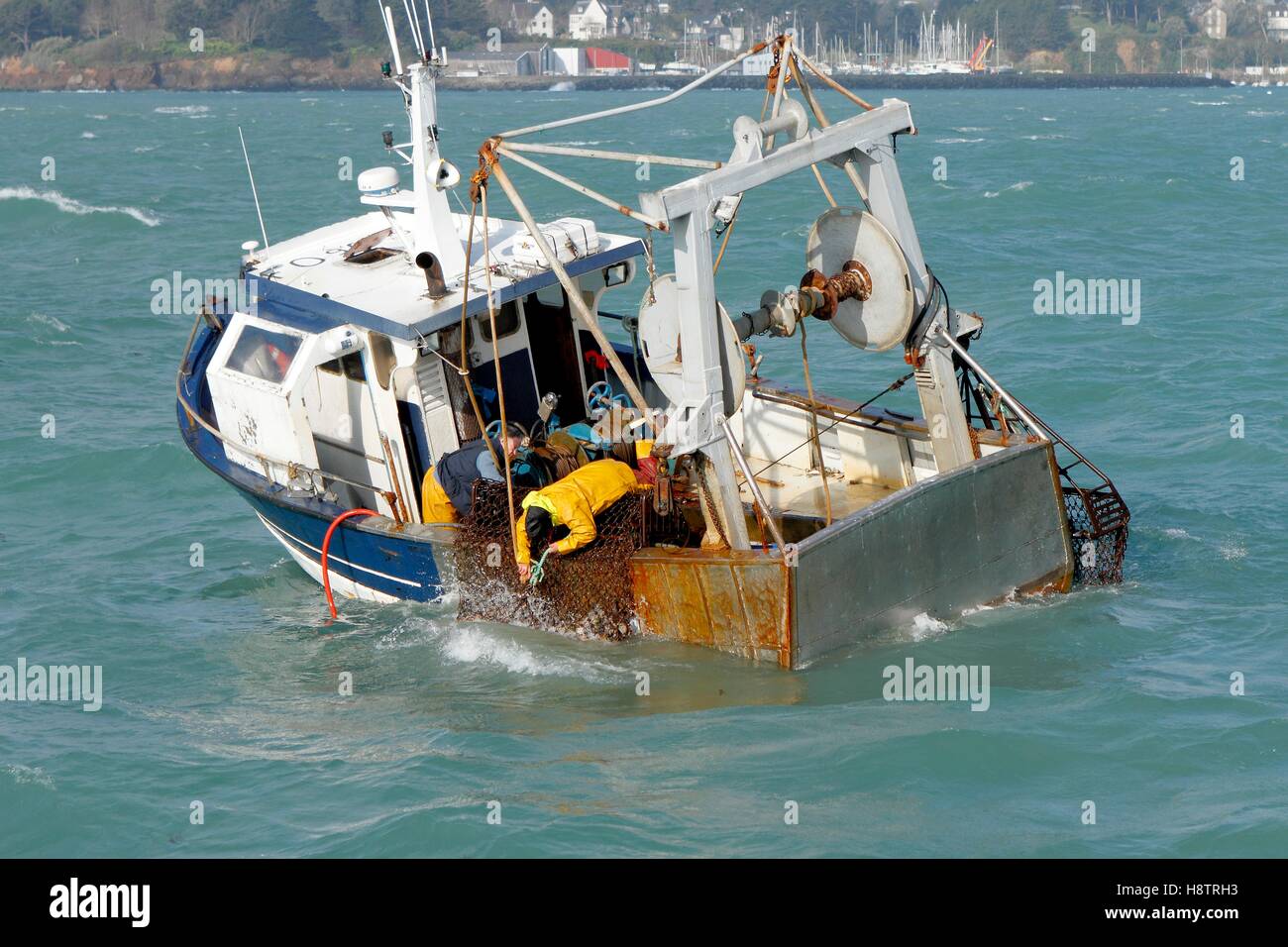 Great scallop (Pecten maximus) fishermen, Saint Quay Portrieux ...
