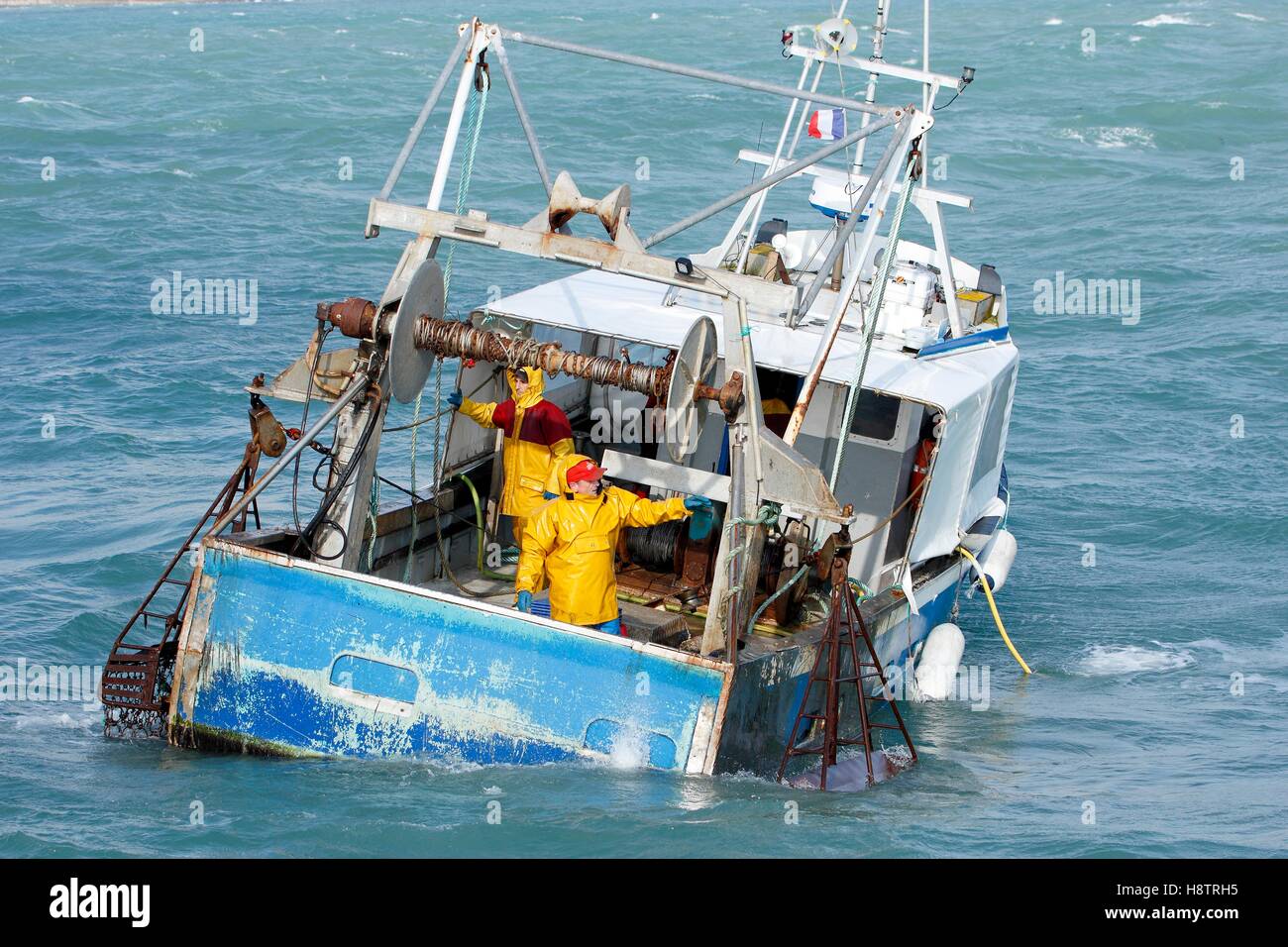 Great scallop (Pecten maximus) fishermen, Saint Quay Portrieux ...