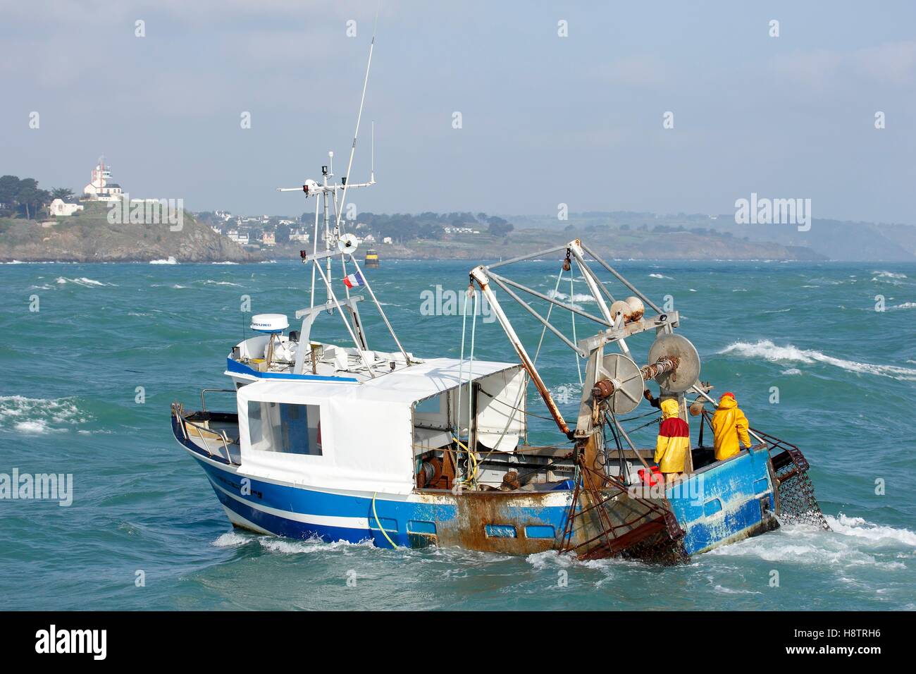 Great scallop (Pecten maximus) fishermen, Saint Quay Portrieux ...