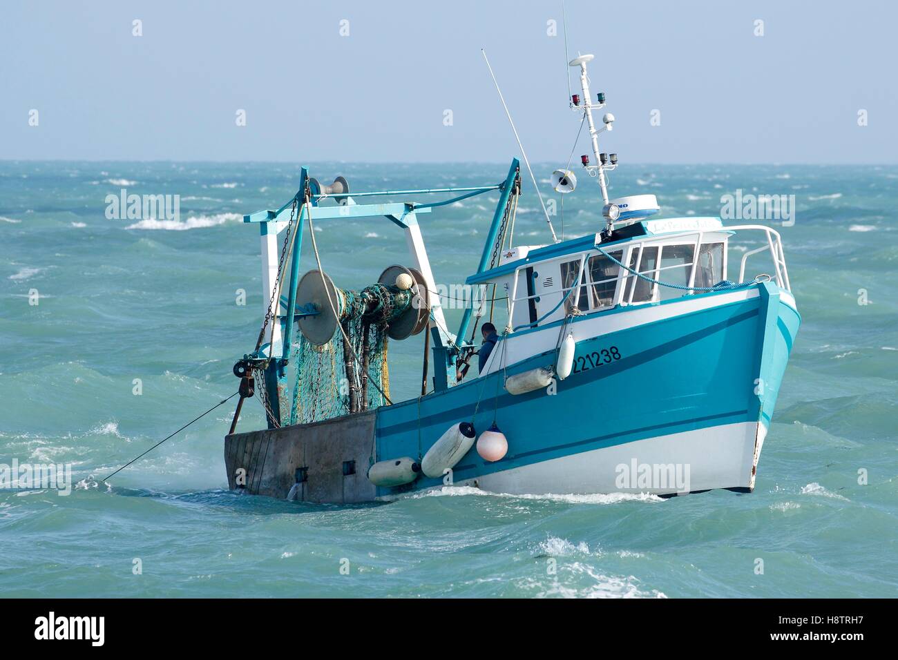 Great scallop (Pecten maximus) fishermen, Saint Quay Portrieux ...