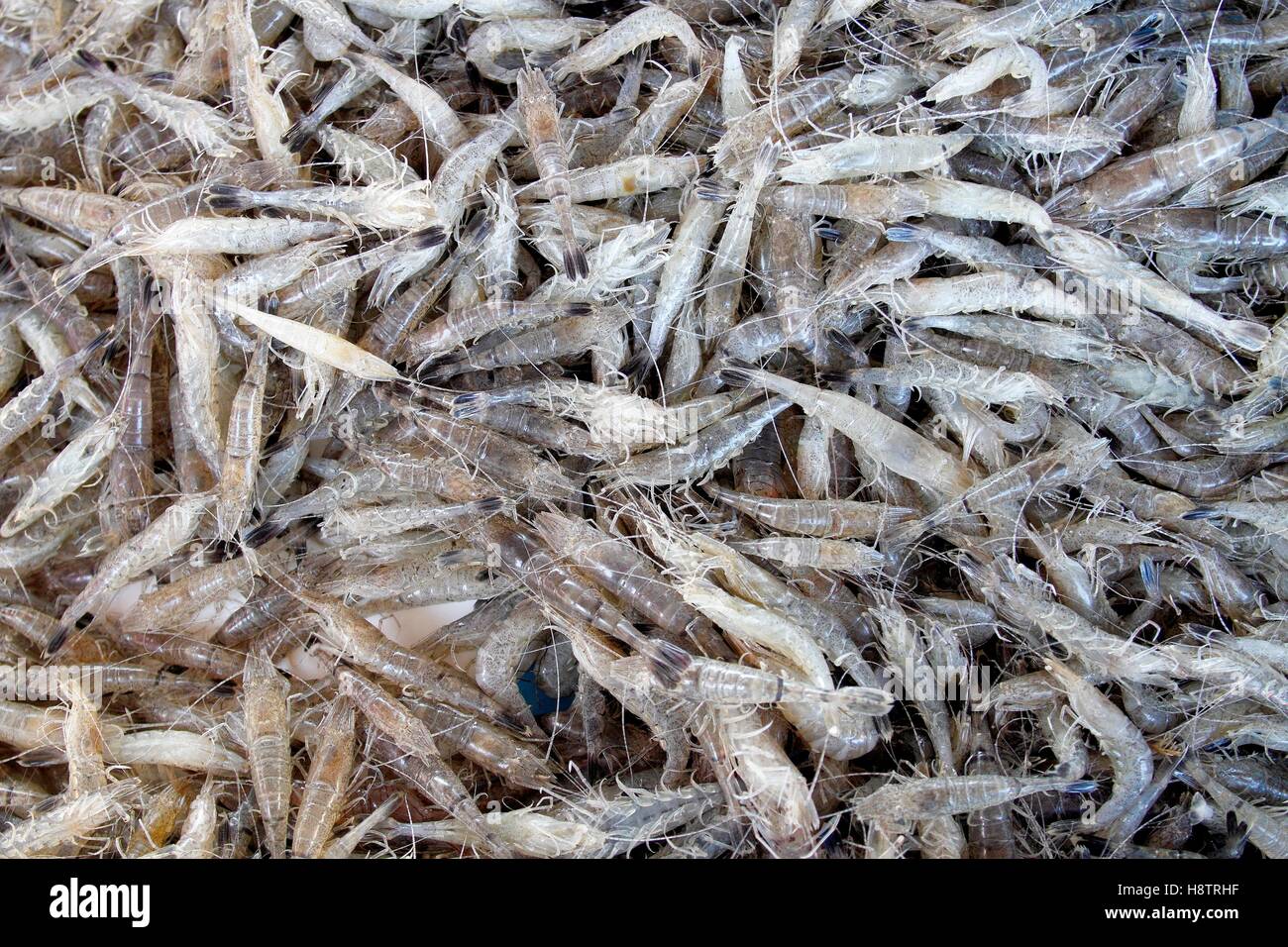 Shrimps (Crangon crangon) on sale on the quays of the port of Honfleur ...