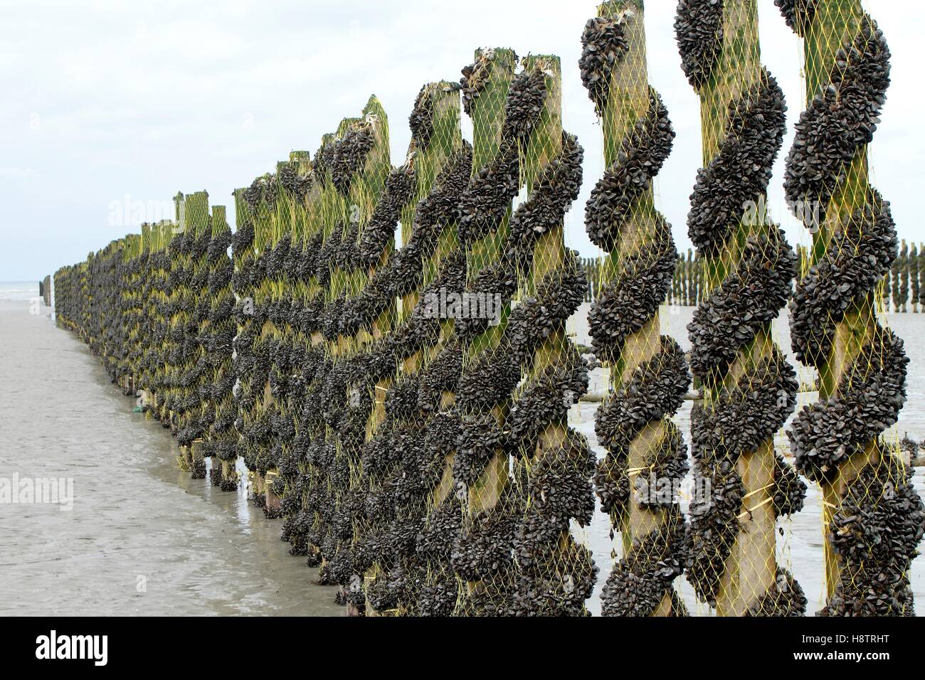 Bouchot Mussels (Mytilus edulis) surrounding the piles by catinage in ...