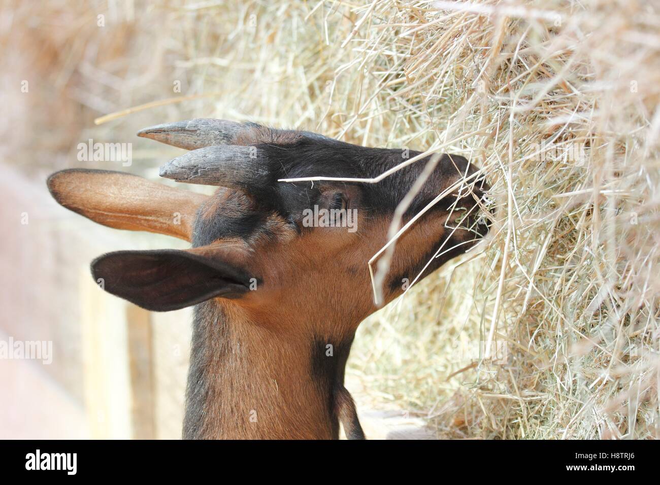Portrait of Alpine Goat of the goat farm of Saint-Nicolas-de-Bliquetuit ...