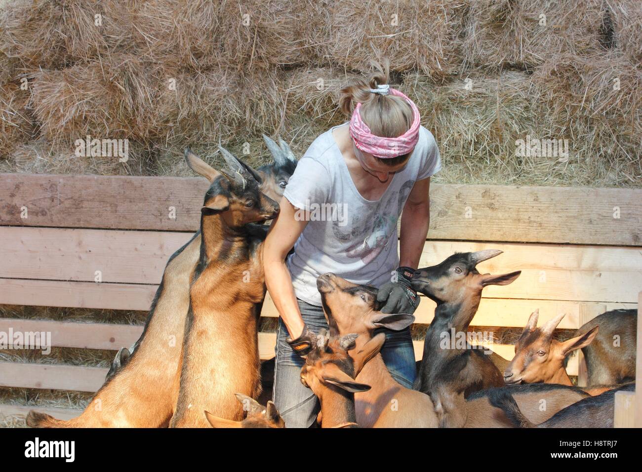 Alpine goat dairy france hi-res stock photography and images - Alamy