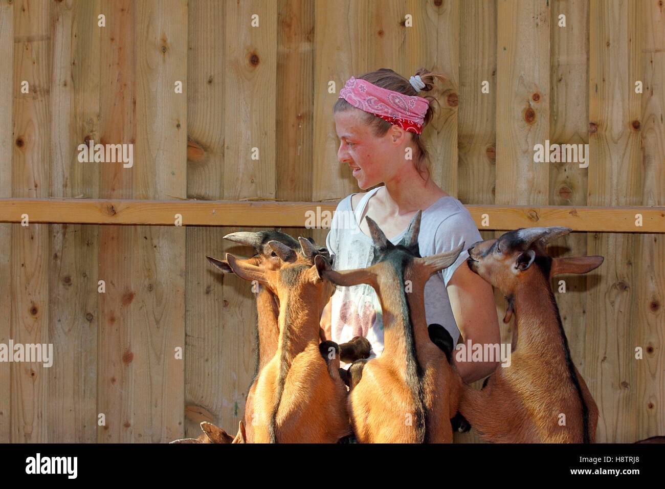 Goatherd and Alpine Goats of the goat farm of Saint-Nicolas-de ...
