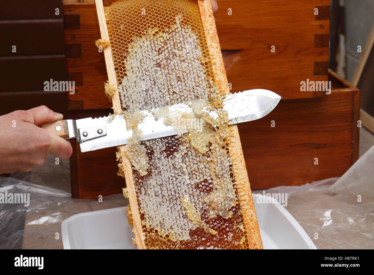 Uncapping Honey to Heurteauville, Normandy, France Stock Photo - Alamy
