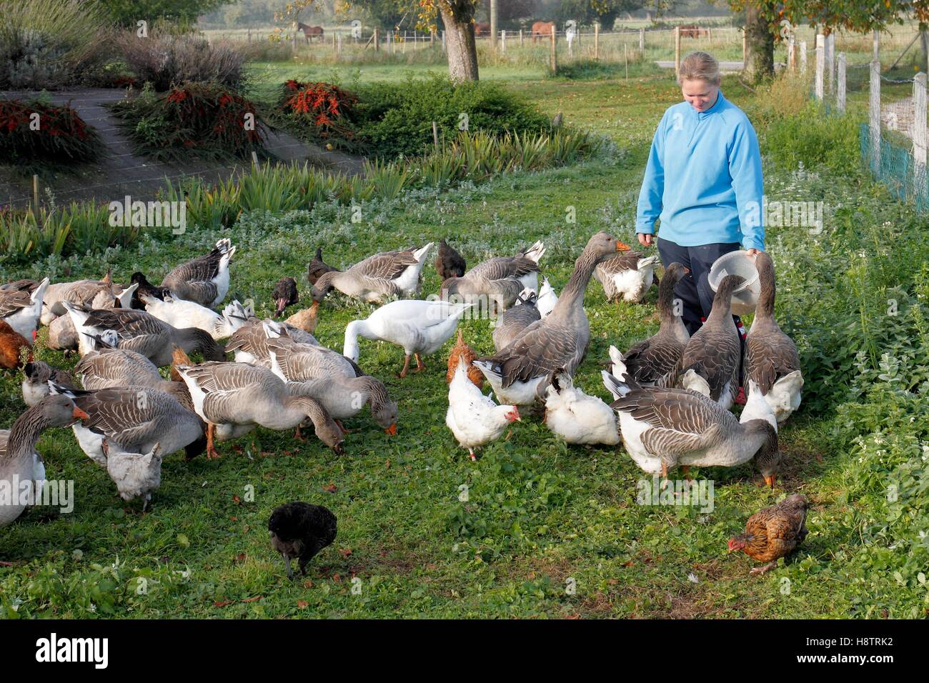 Toulouse Geese breeding in Heurteauville, Normandy, France Stock Photo ...