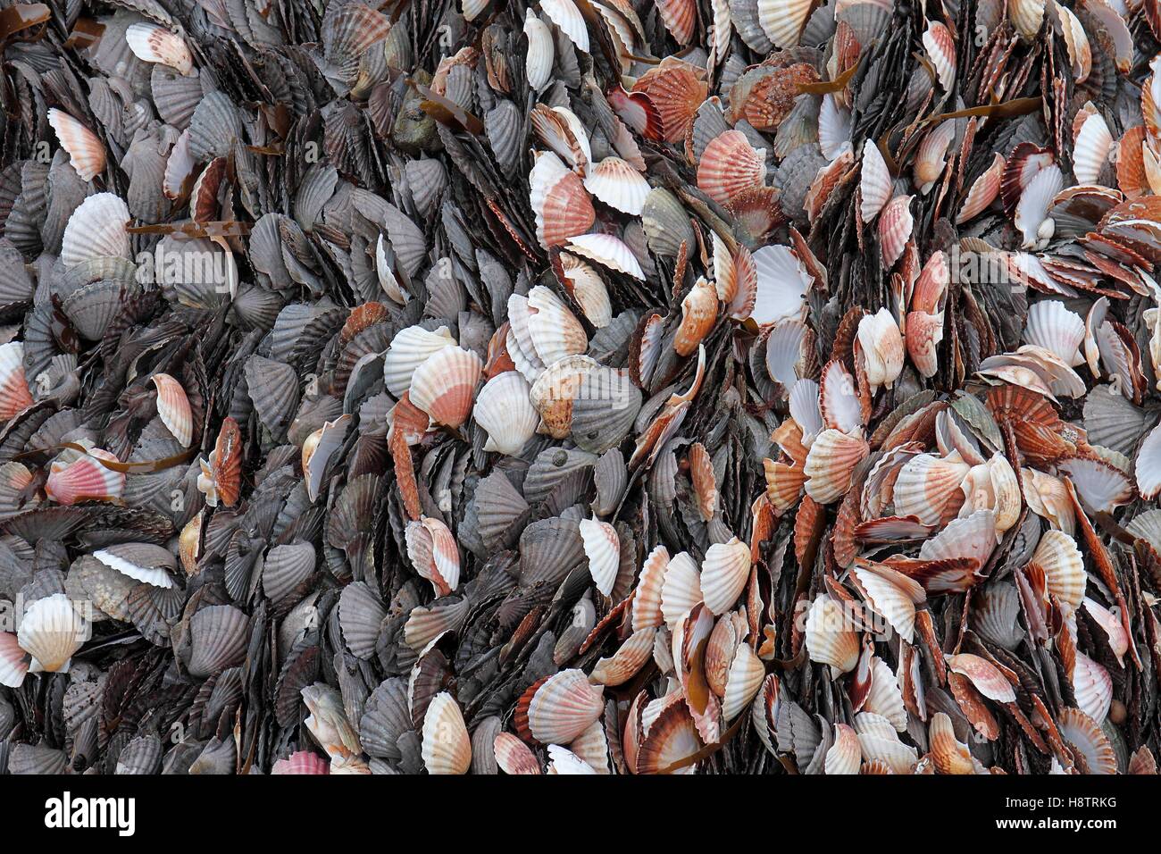 Great scallop (Pecten maximus) empty in the port of Locquémeau ...