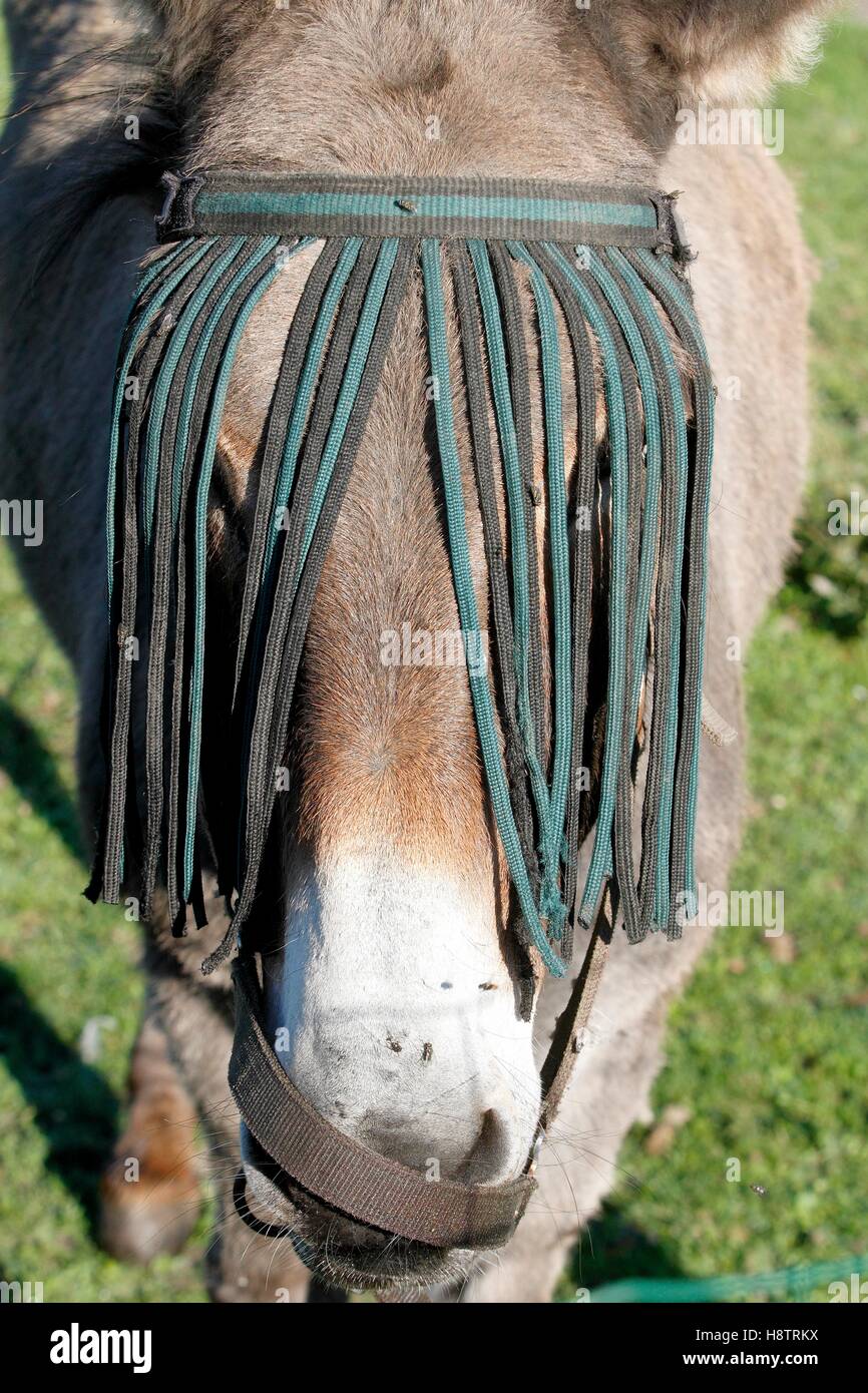 Donkey (Equus asinus) with a fringed headband against fly ...