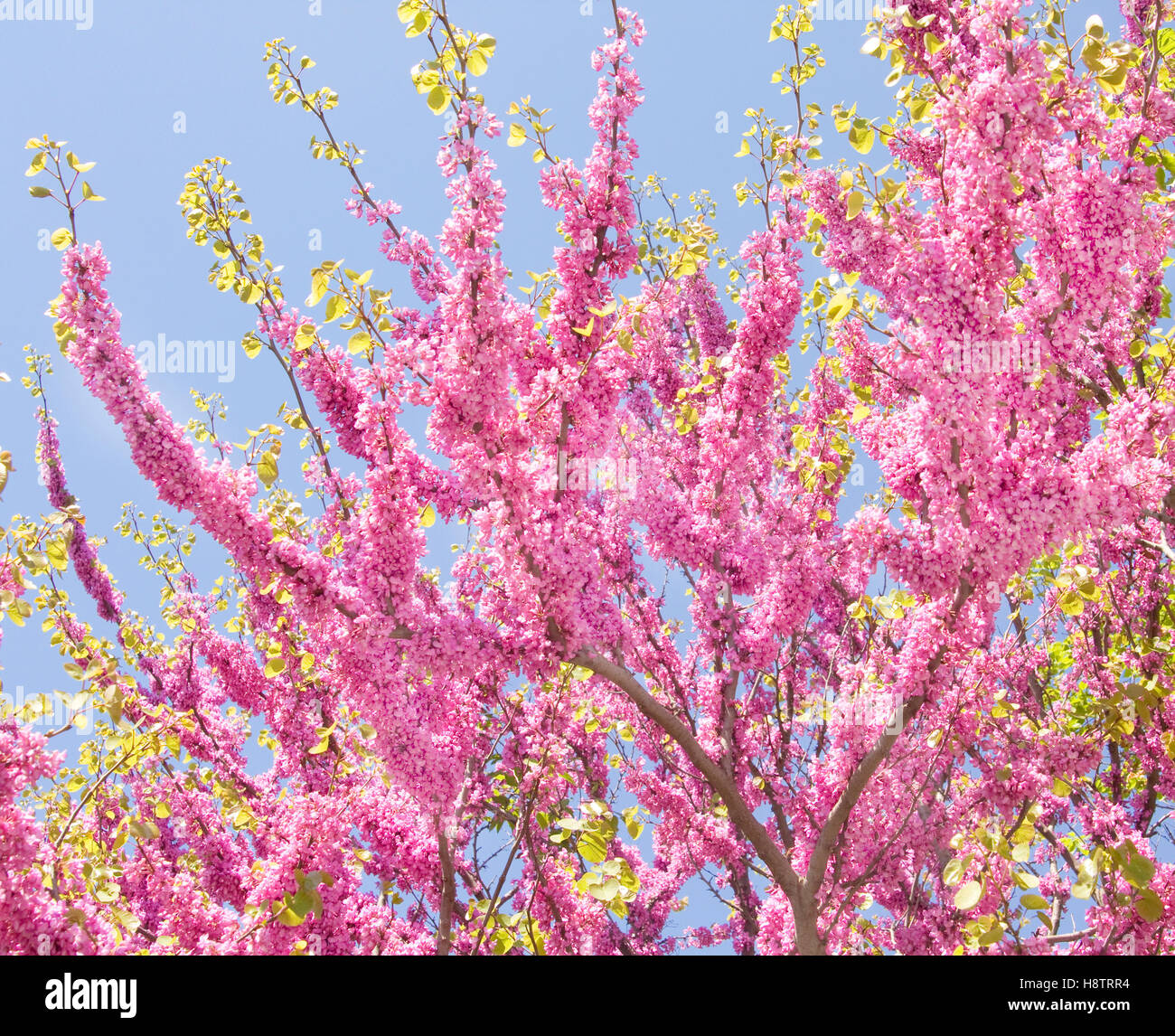 Branches of cercis tree - Redbud Stock Photo - Alamy