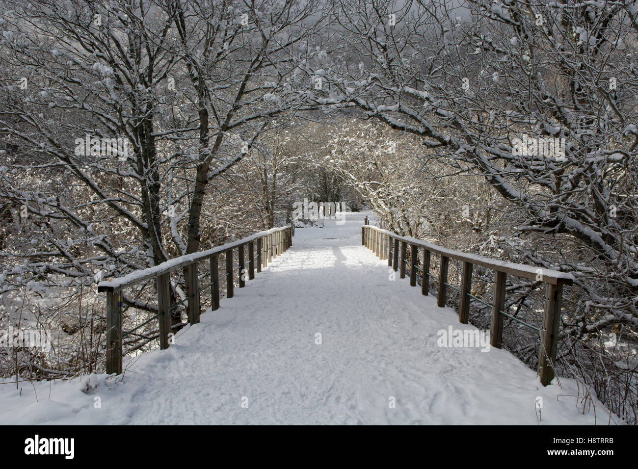 Footbridge in the snow, Nature Reserve Chaudefour Valley, PNR Volcans d ...