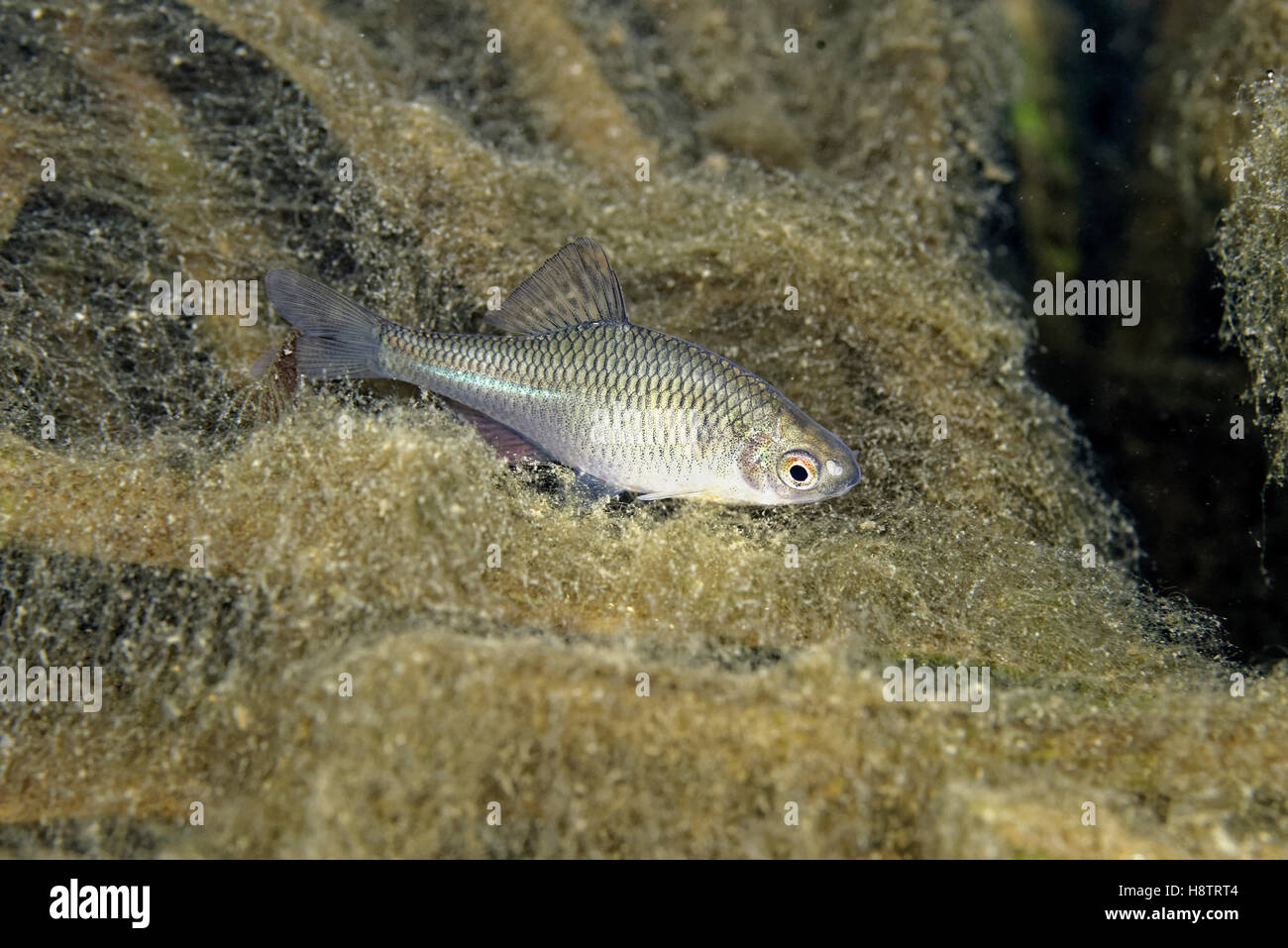 Young Amur bitterling (Rhodeus sericeus) at night in winter in the Cher ...