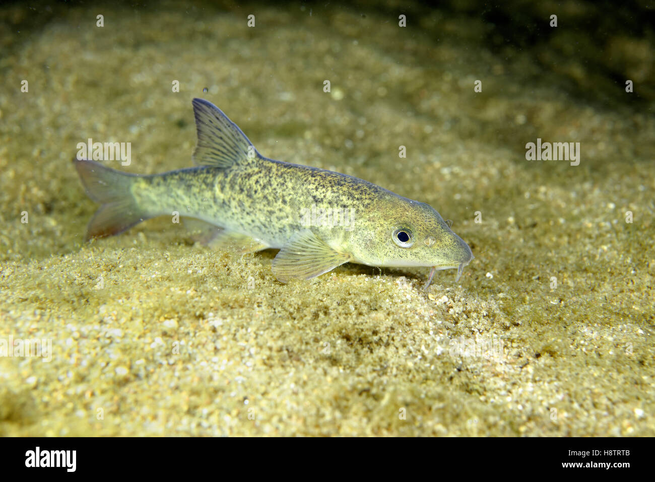 Young Barbel (Barbus barbus) at night in winter in the Cher River ...