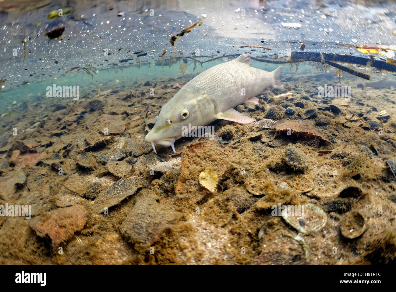 Barbel (Barbus barbus) white color in winter in the Cher River, Prairie ...