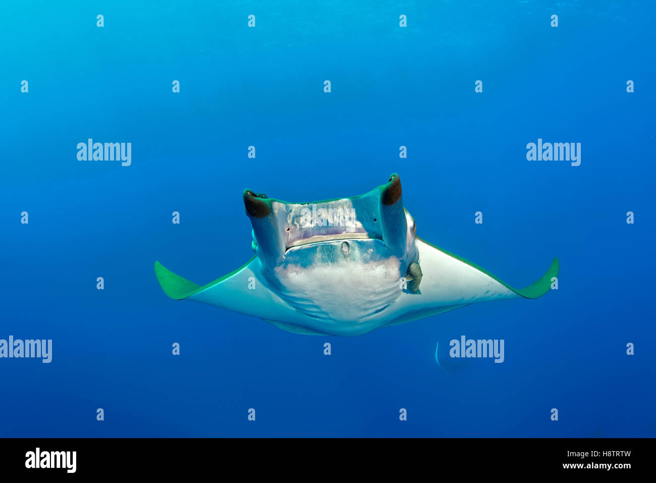 Chilean devil Ray (Mobula tarapacana) Near the Princess Alice ledge ...