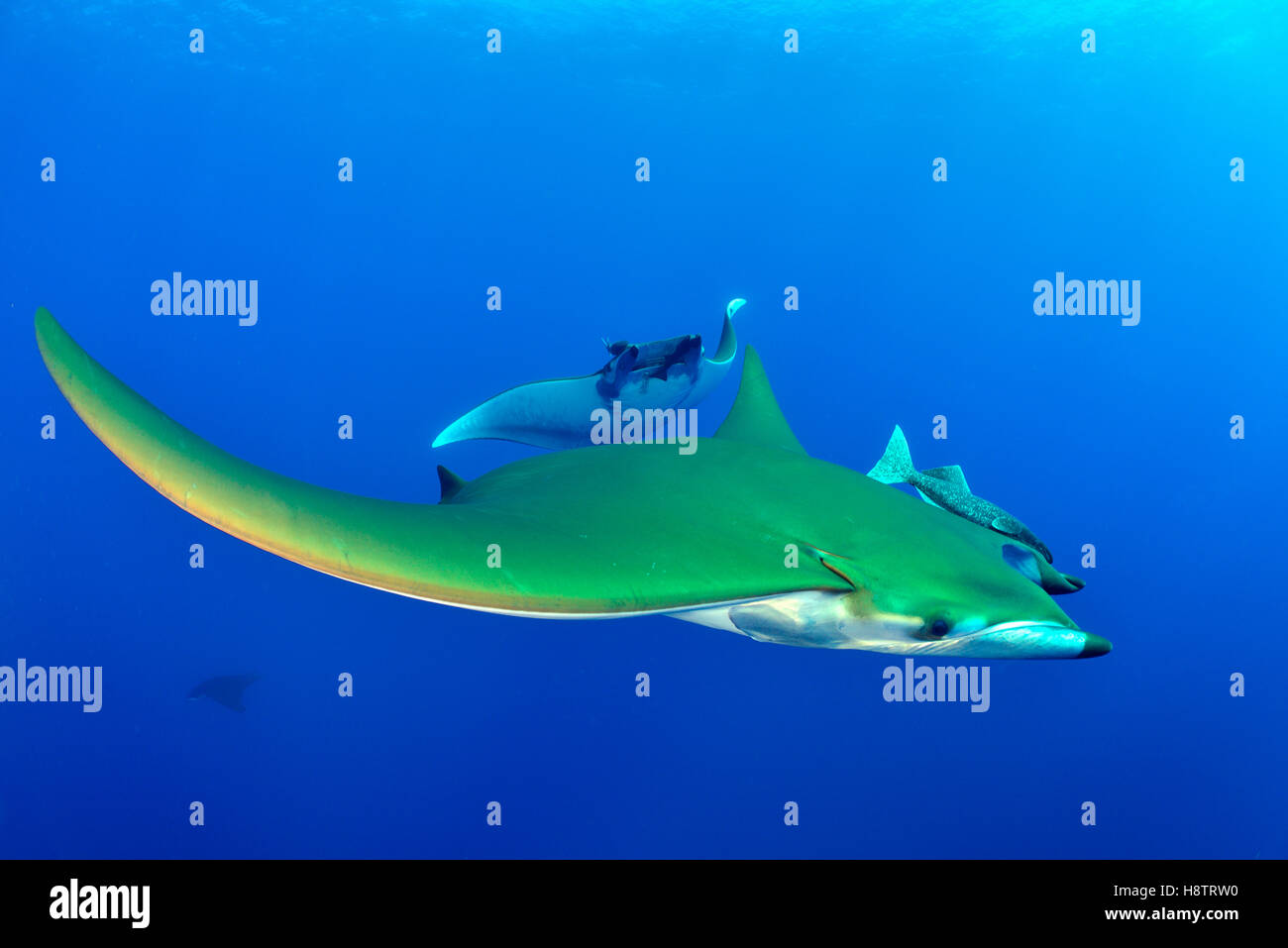 Chilean devil Rays (Mobula tarapacana) Near the Princess Alice ledge ...