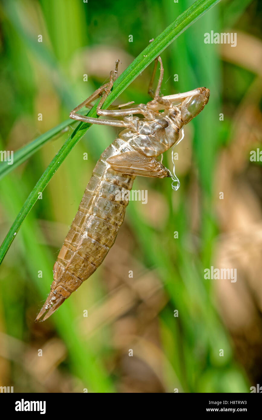 Dragonfly (Anax sp) moult, Prairie Fouzon Natura 2000 Zone, Centre Val ...
