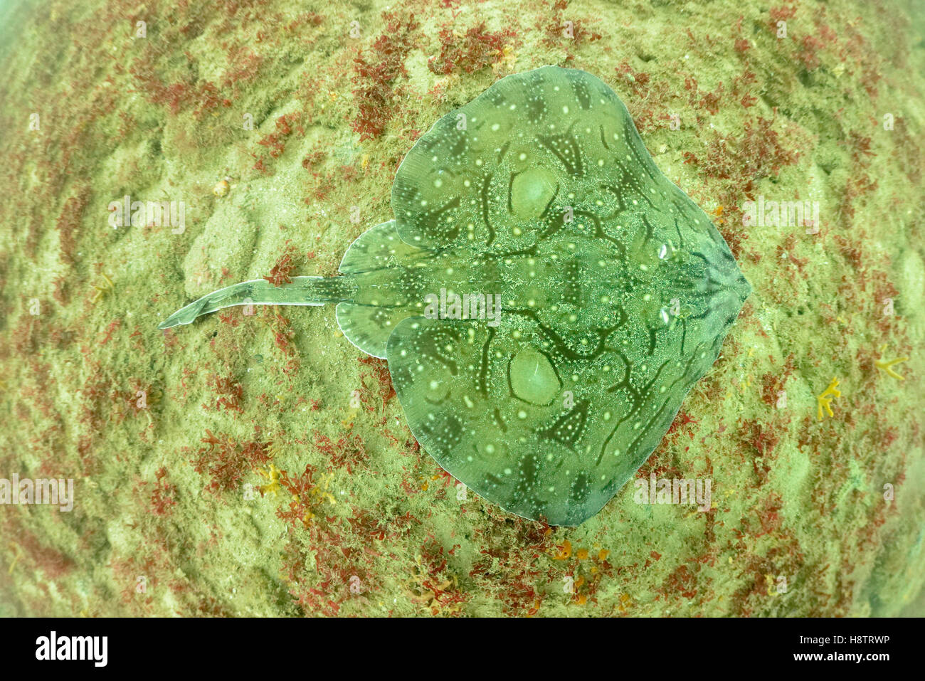 Undulate ray (Raja undulata) on the bottom around the island of Oléron ...