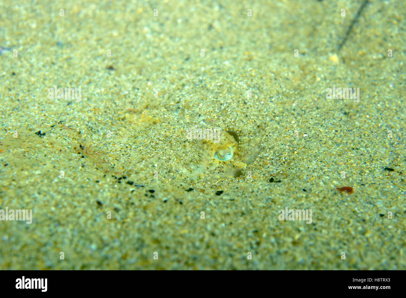 Young Common cuttlefish (Sepia officinalis) in the sand around the ...