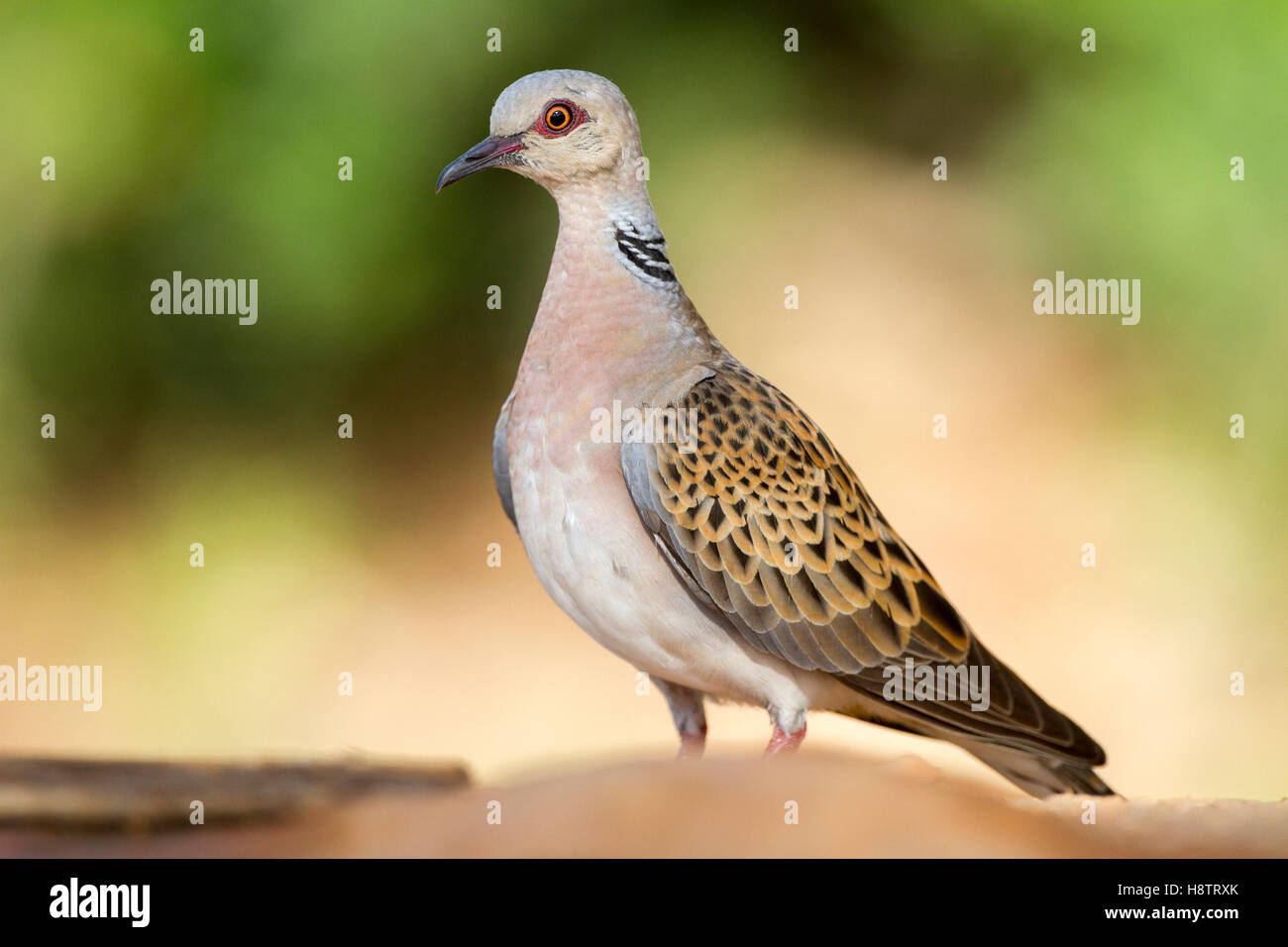 Turtle Dove (Streptopelia turtur), Denia, Alicante, Spain Stock Photo ...