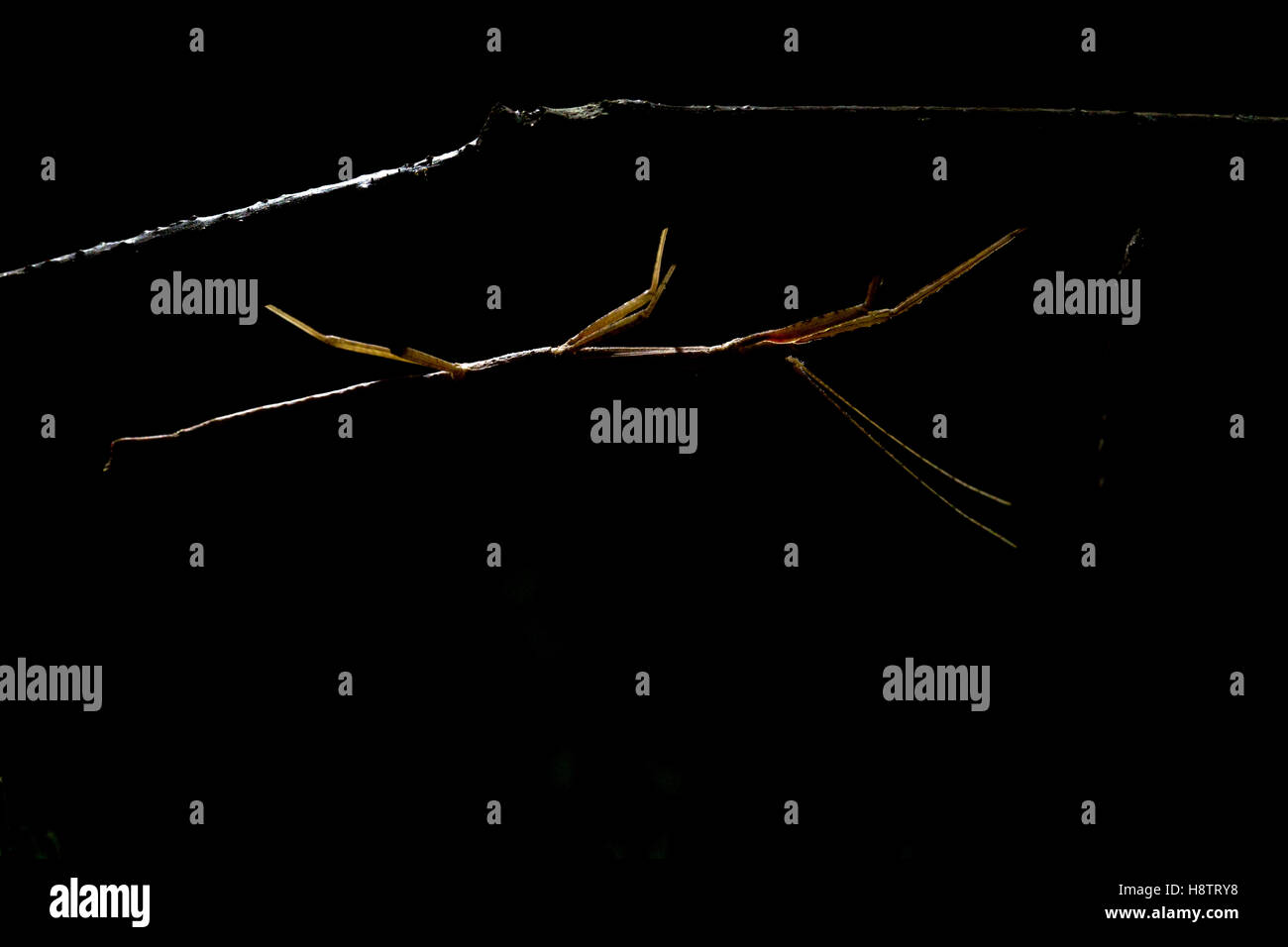 French Stick Insect (Clonopsis gallica) at night, Llanes, Asturias ...